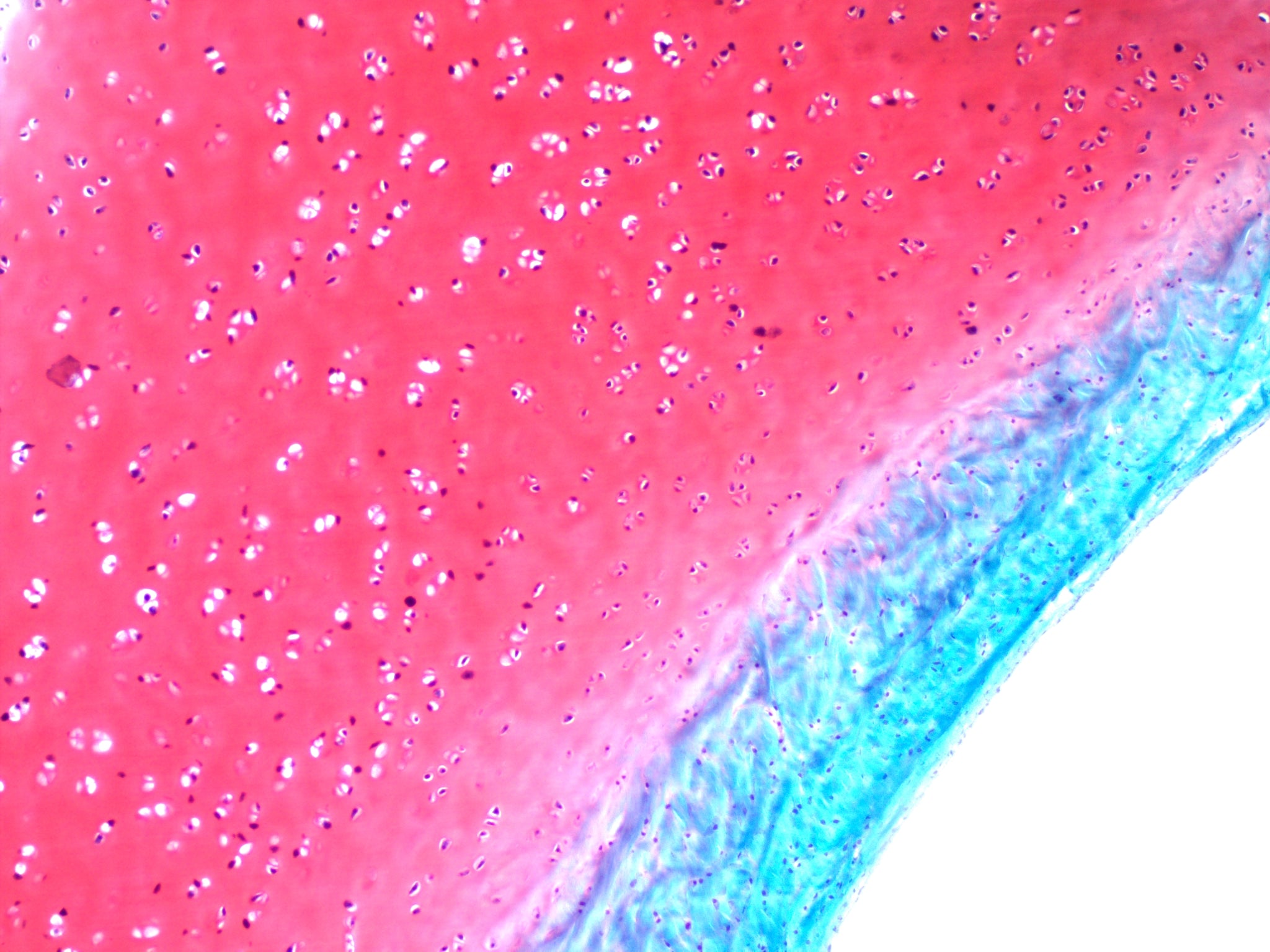Safranin O Stain Kit for Cartilage